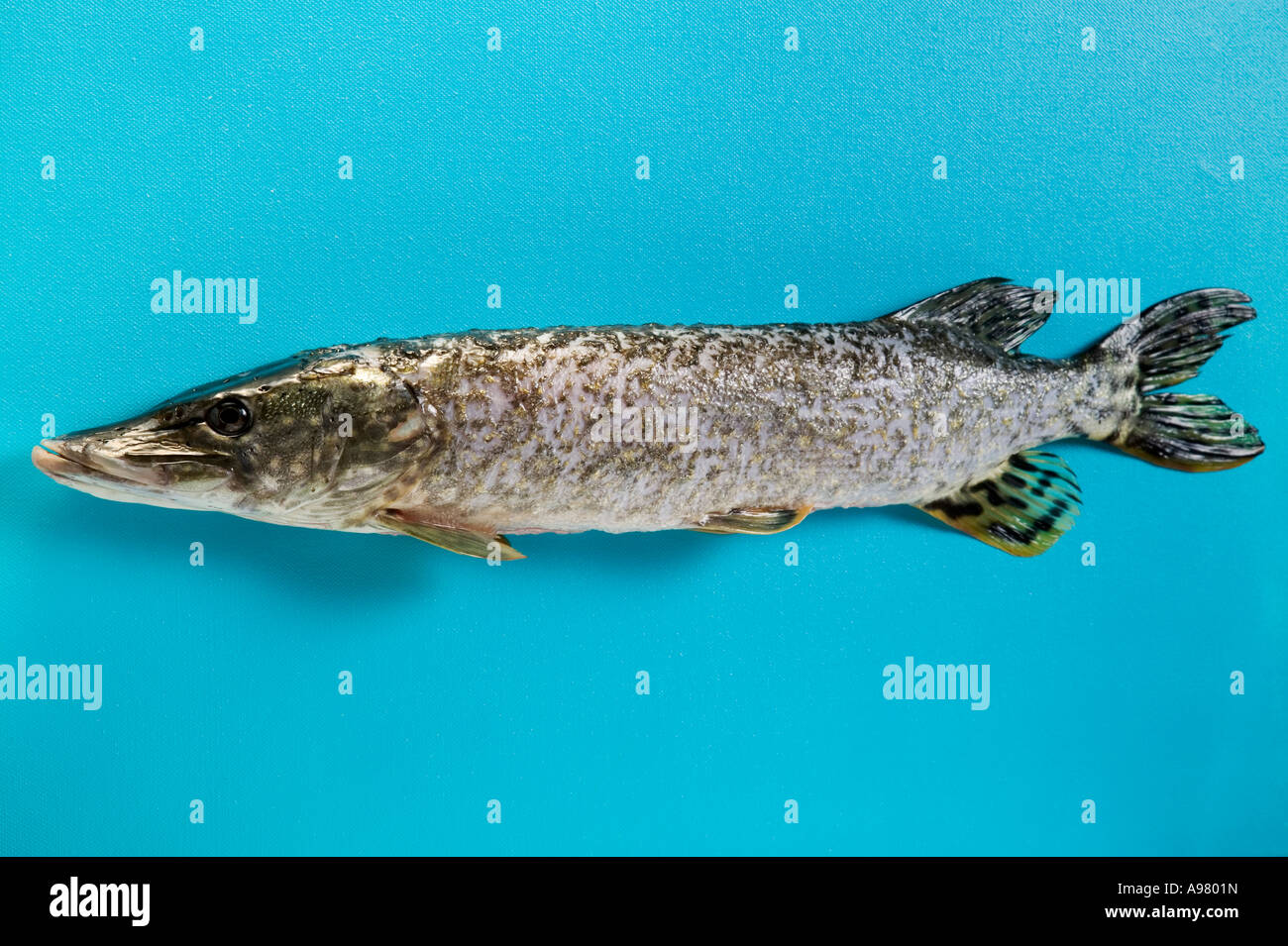 Whole pike against blue background FoodCollection Stock Photo - Alamy
