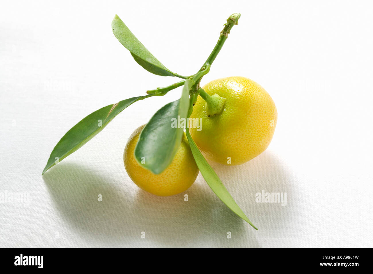 Two small grapefruits with leaves FoodCollection Stock Photo - Alamy