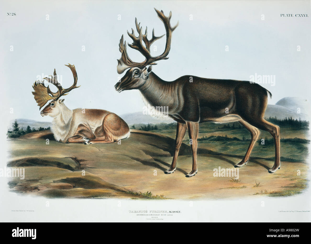 Rangifer tarandus caribou Stock Photo - Alamy