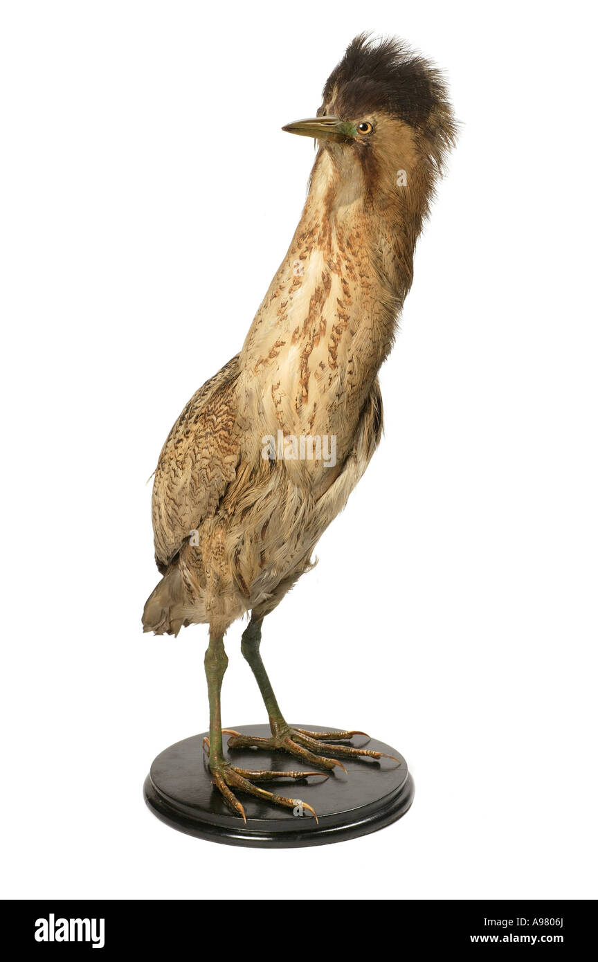 Botaurus stellaris great bittern Stock Photo - Alamy