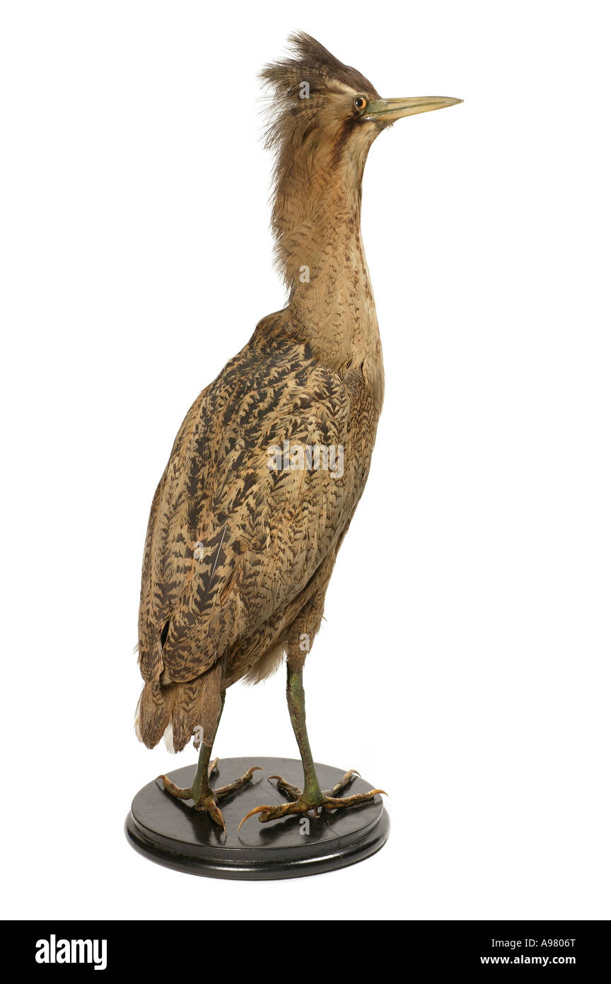 Botaurus stellaris great bittern Stock Photo - Alamy