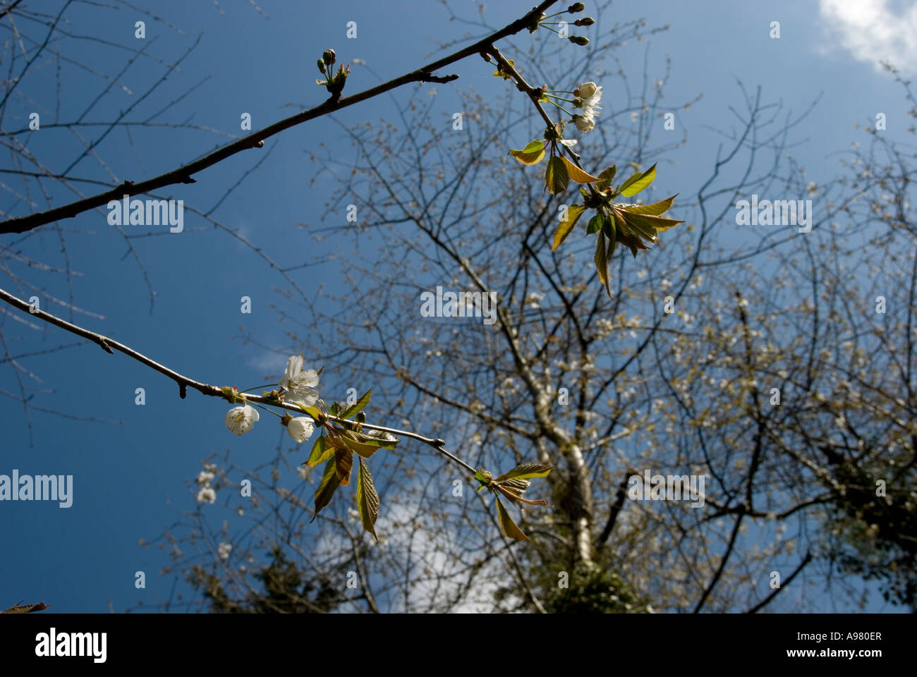 Wild cherry or gean trees with blossom, Prunus avium, Wales, UK Stock ...