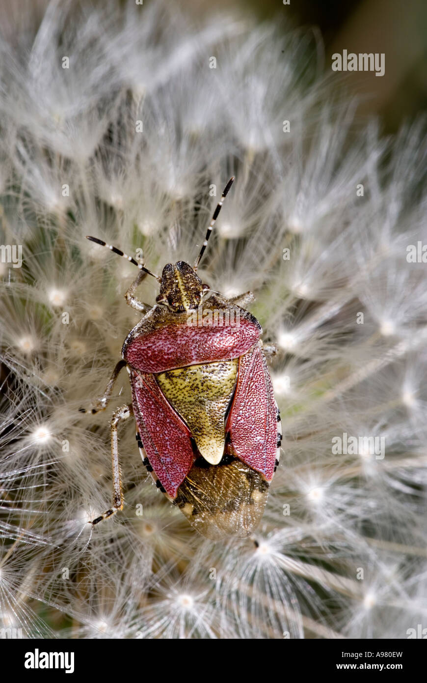 Shield bug hi-res stock photography and images - Alamy