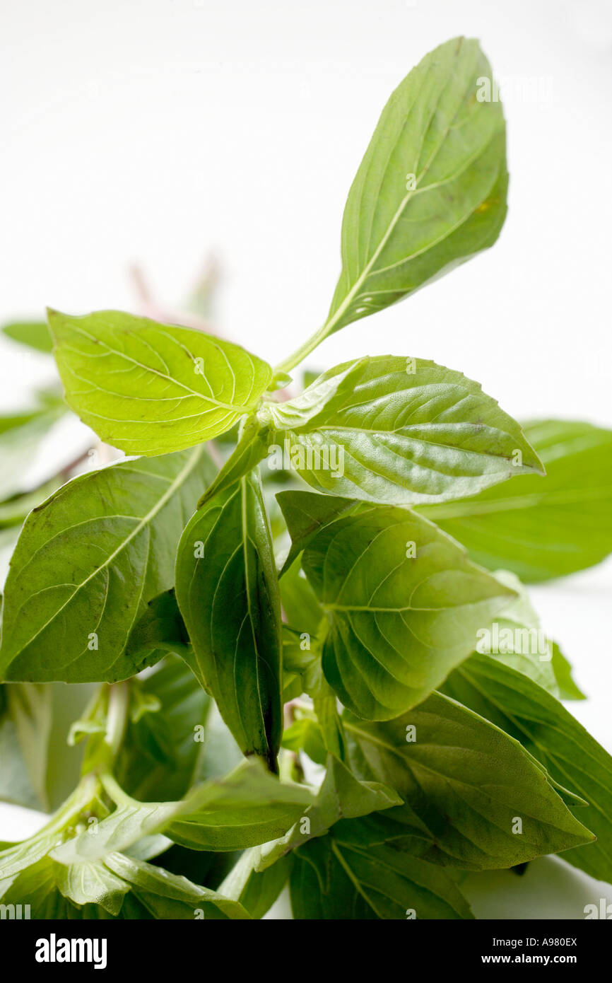 Fresh Thai basil FoodCollection Stock Photo - Alamy