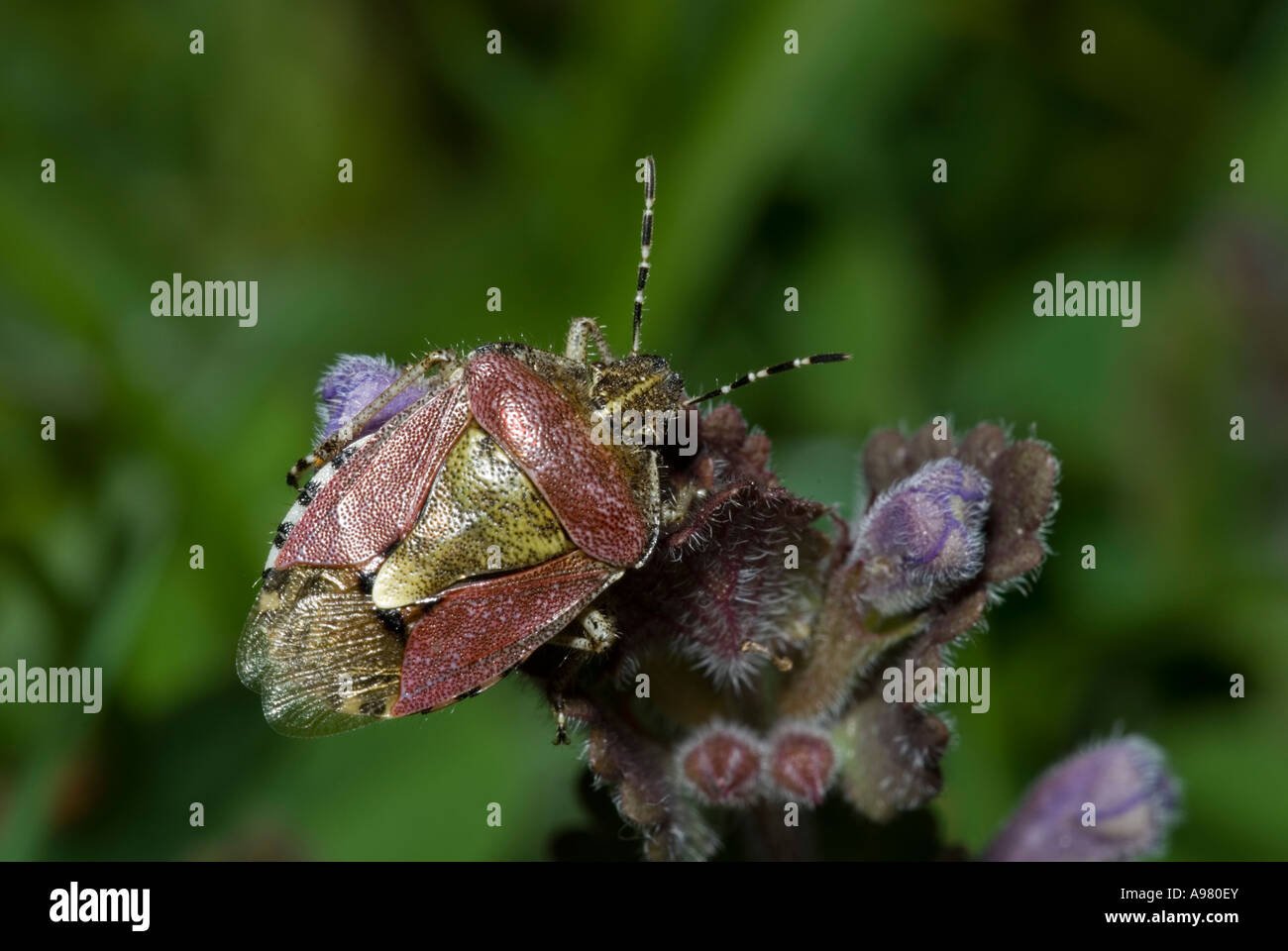 British garden insects hi-res stock photography and images - Alamy