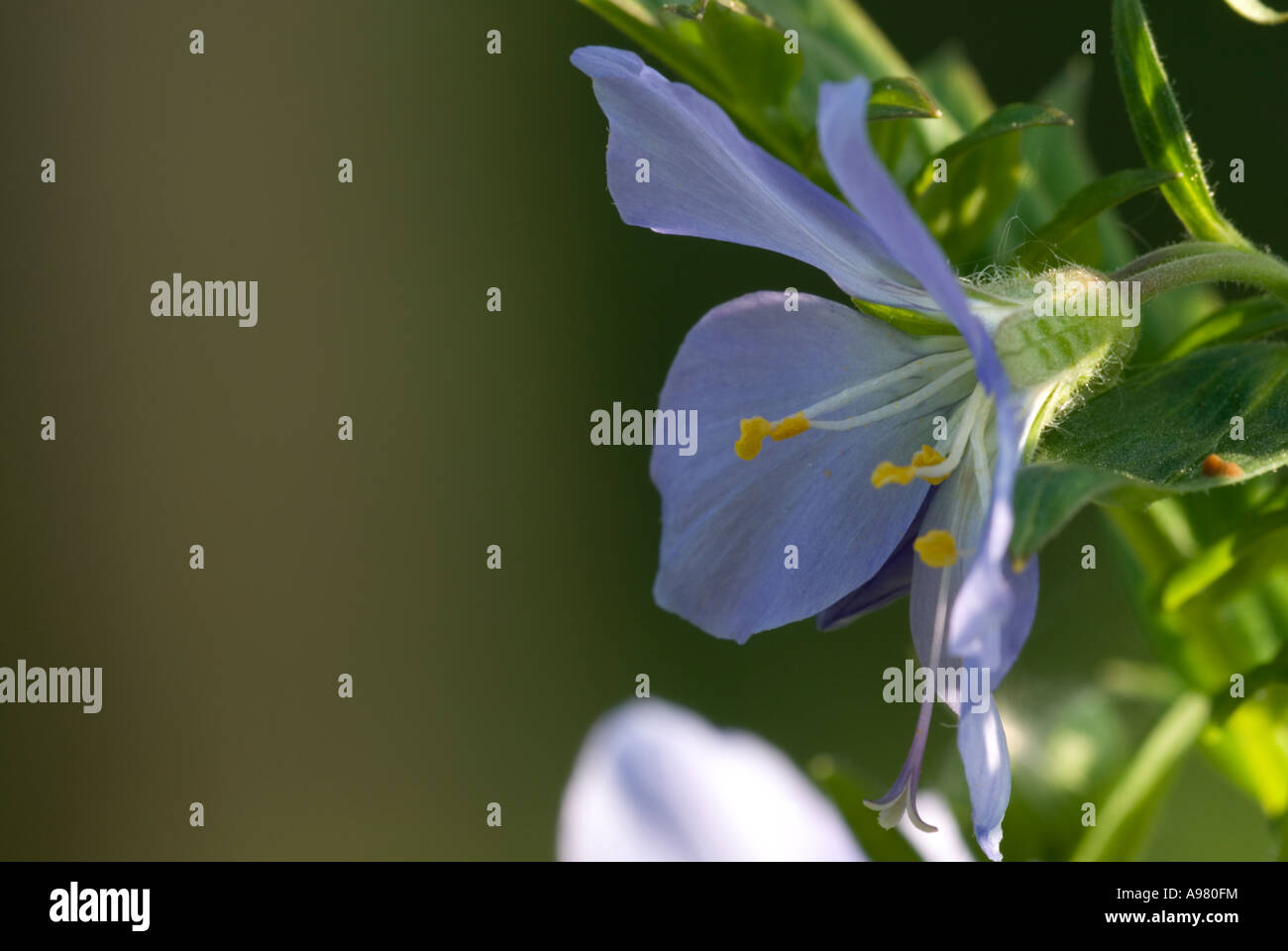 Polemonium caeruleum hi-res stock photography and images - Alamy
