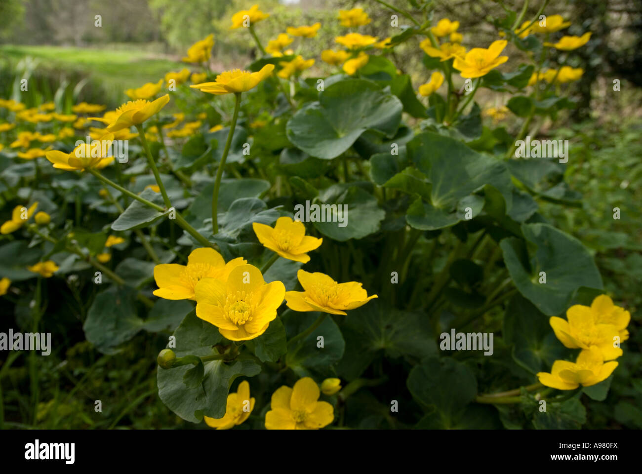 Clump of Kingcups, Caltha palustris, Wales, UK Stock Photo - Alamy