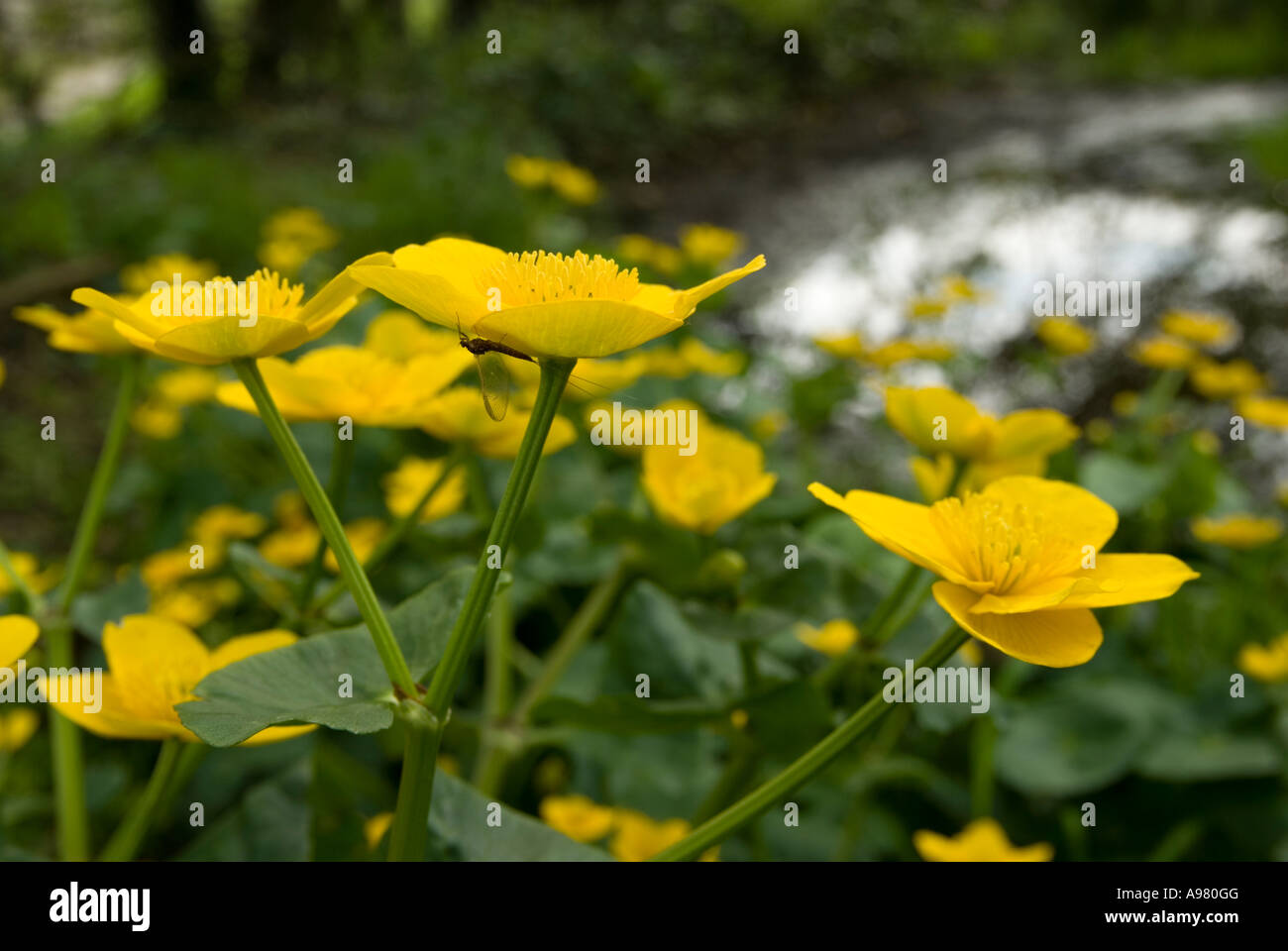 Kingcups hi-res stock photography and images - Alamy