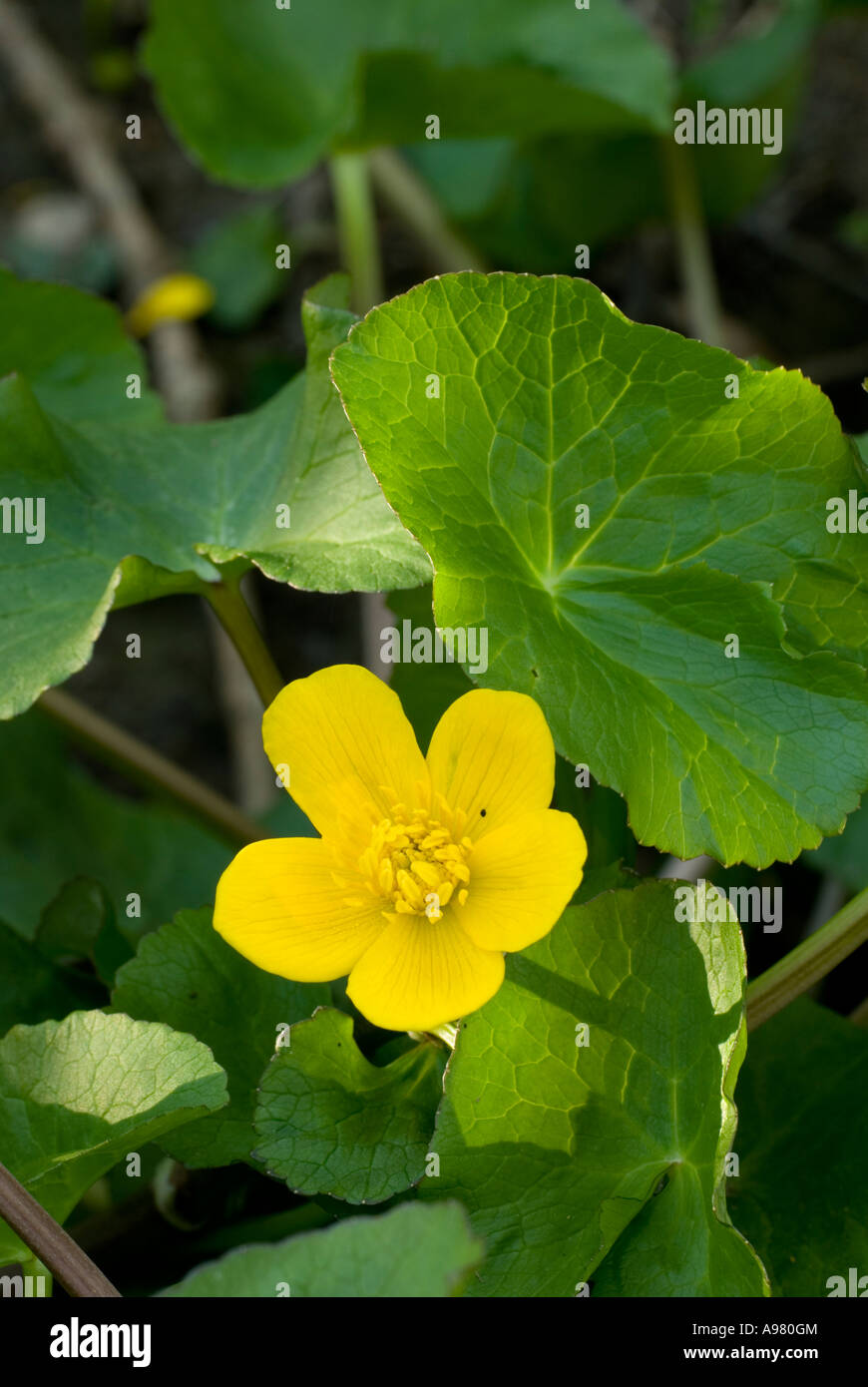 Single Kingcup flower, Caltha palustris, Wales, UK Stock Photo - Alamy