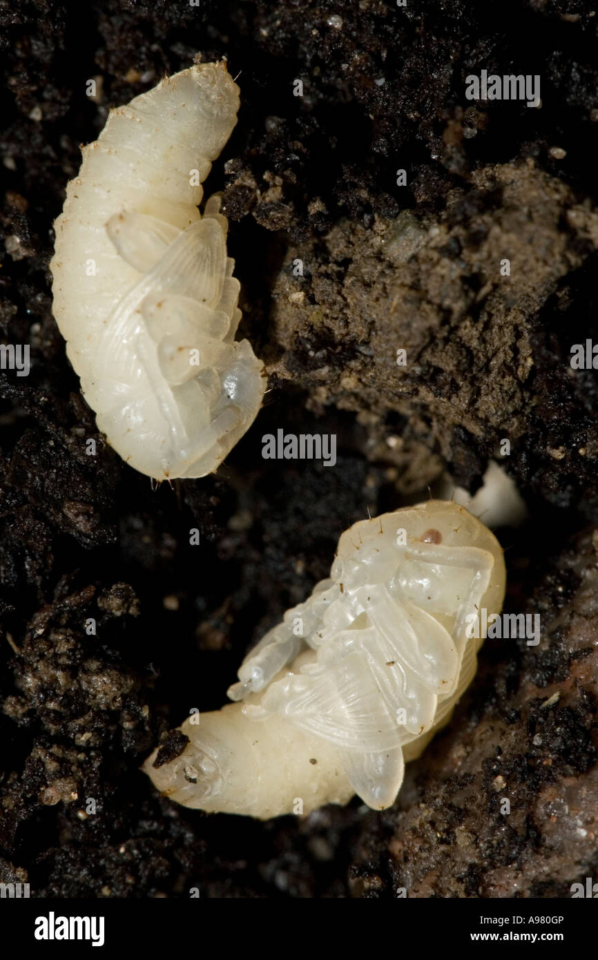 Underground soil hi-res stock photography and images - Alamy