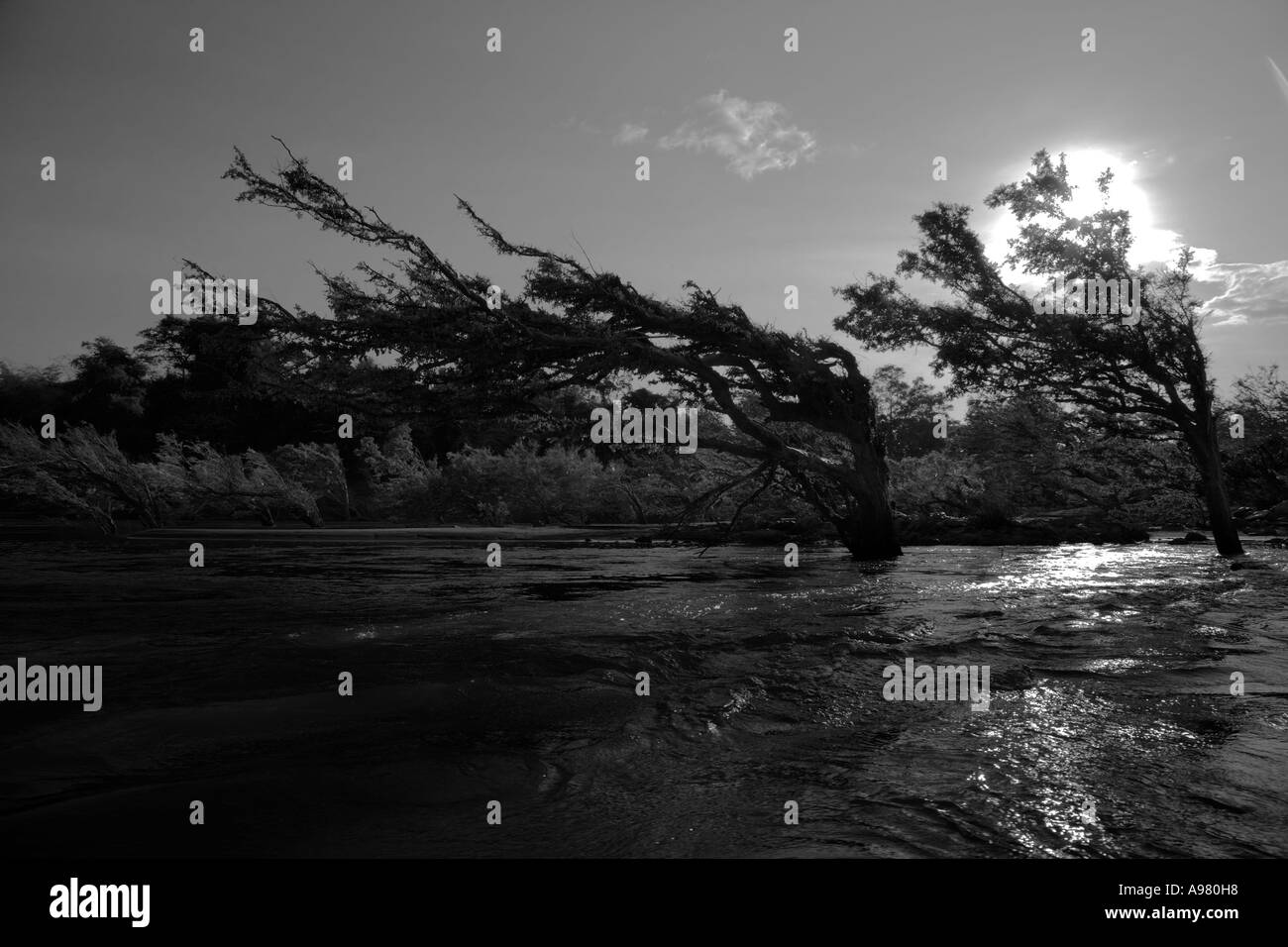 Trees in the Mekong River contorted by floods, Laos Stock Photo - Alamy