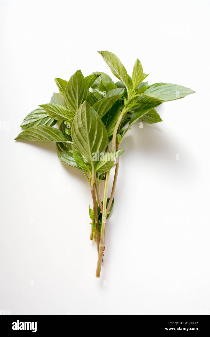 Fresh Thai basil FoodCollection Stock Photo - Alamy