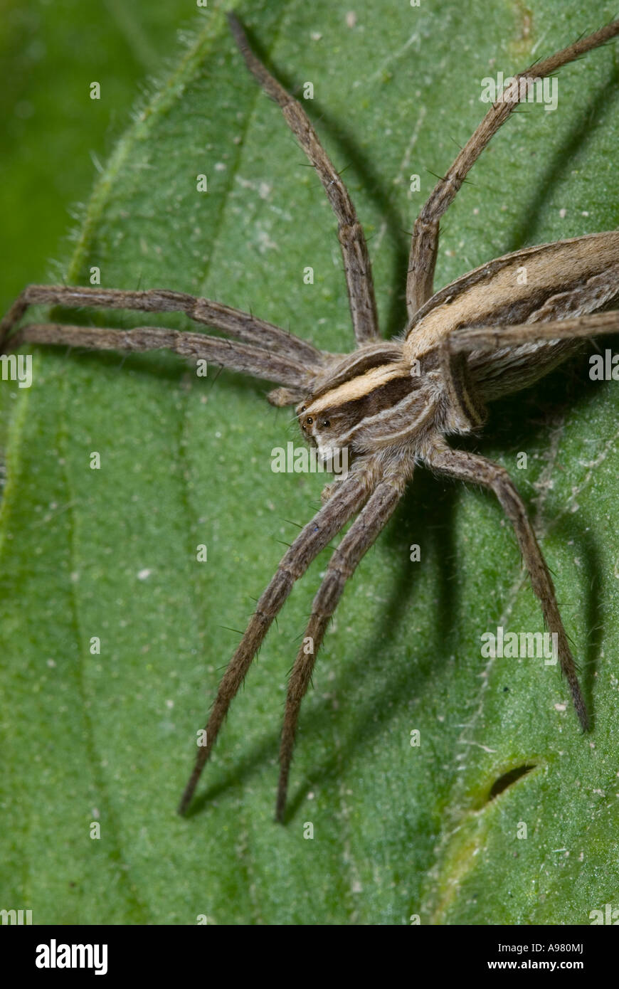 Nursery web spider, Pisaura mirabilis, Wales, UK Stock Photo - Alamy