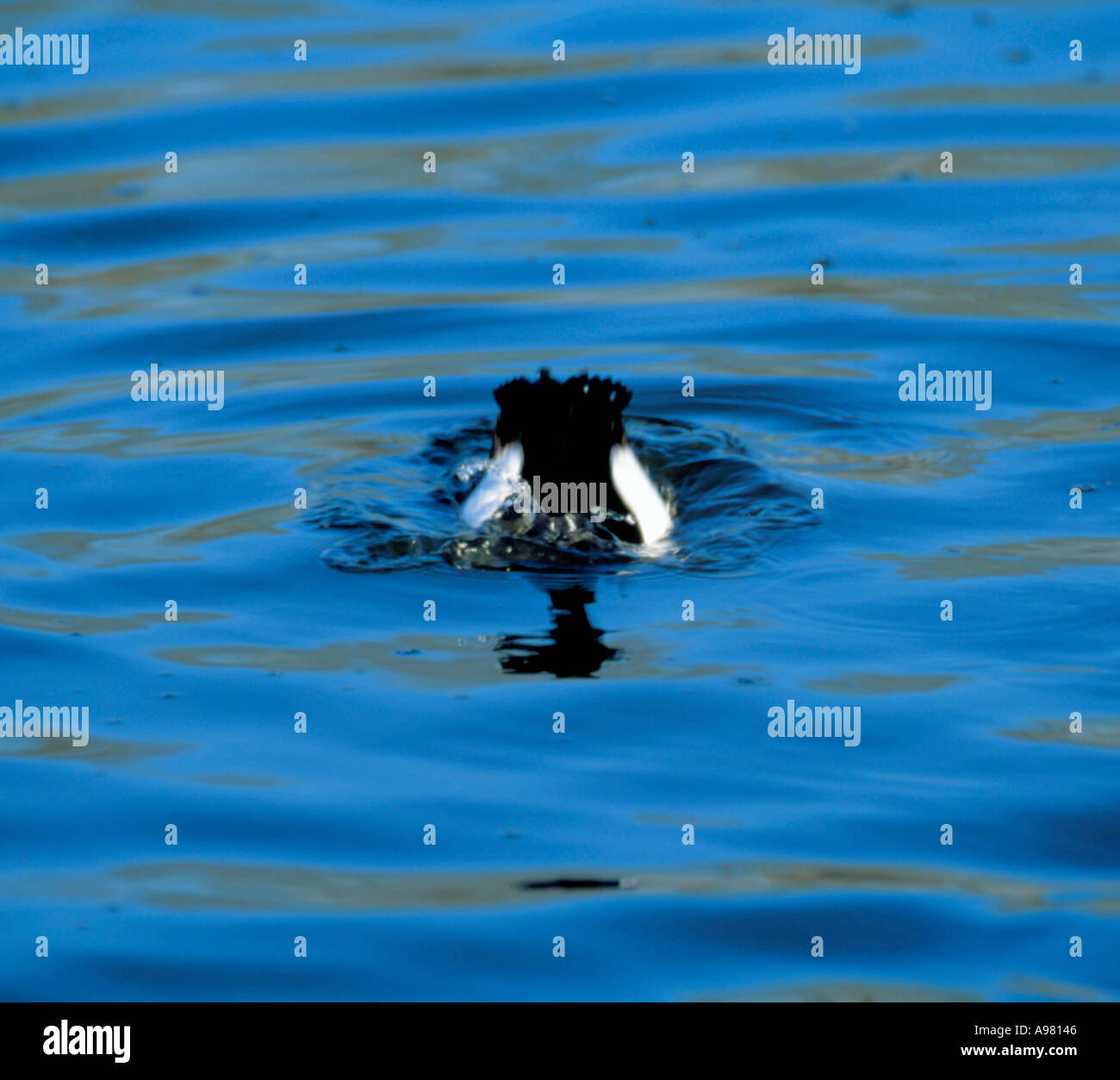 Duck upside down in water hi-res stock photography and images - Alamy