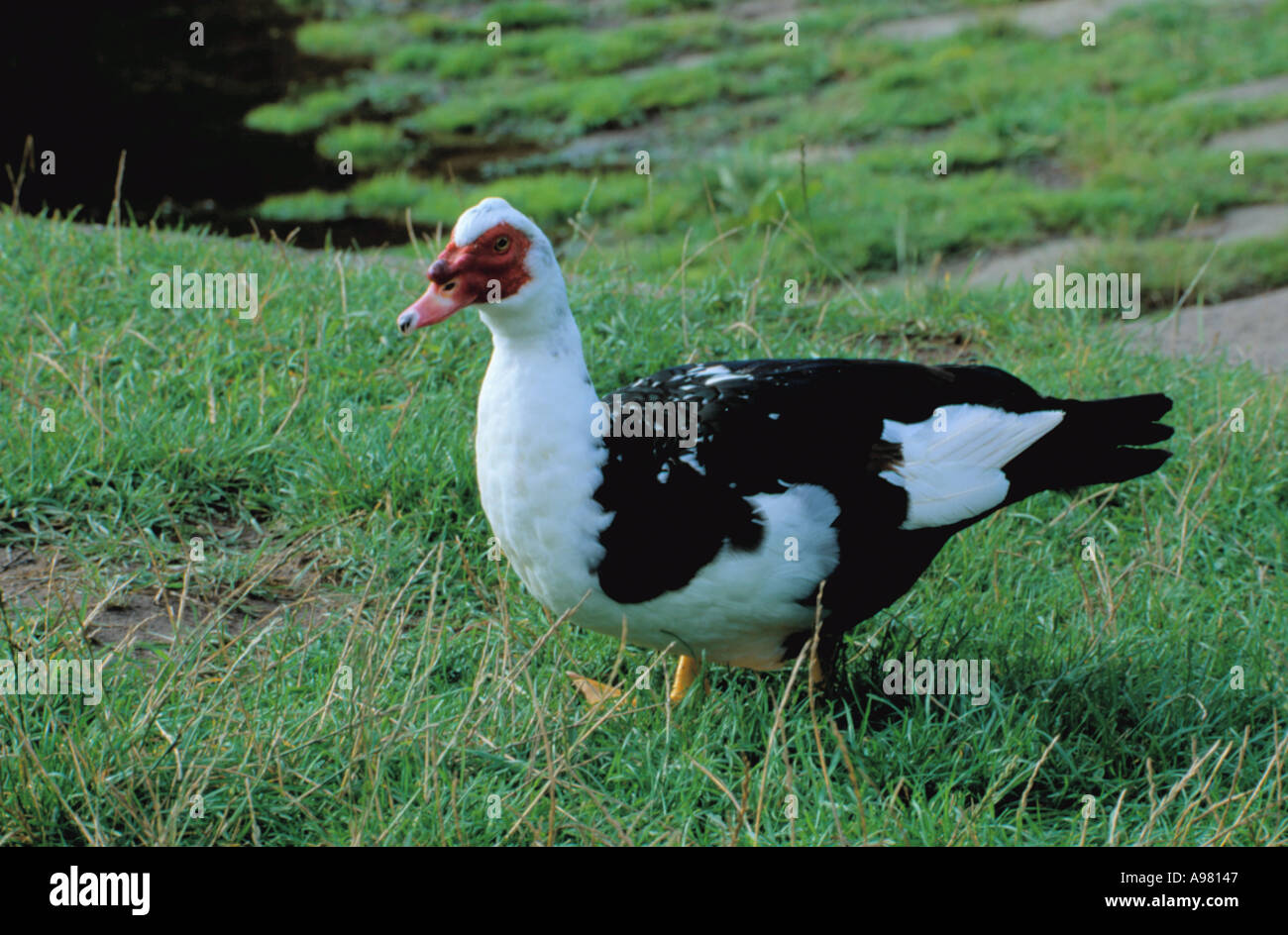 Farmyard duck hi-res stock photography and images - Alamy