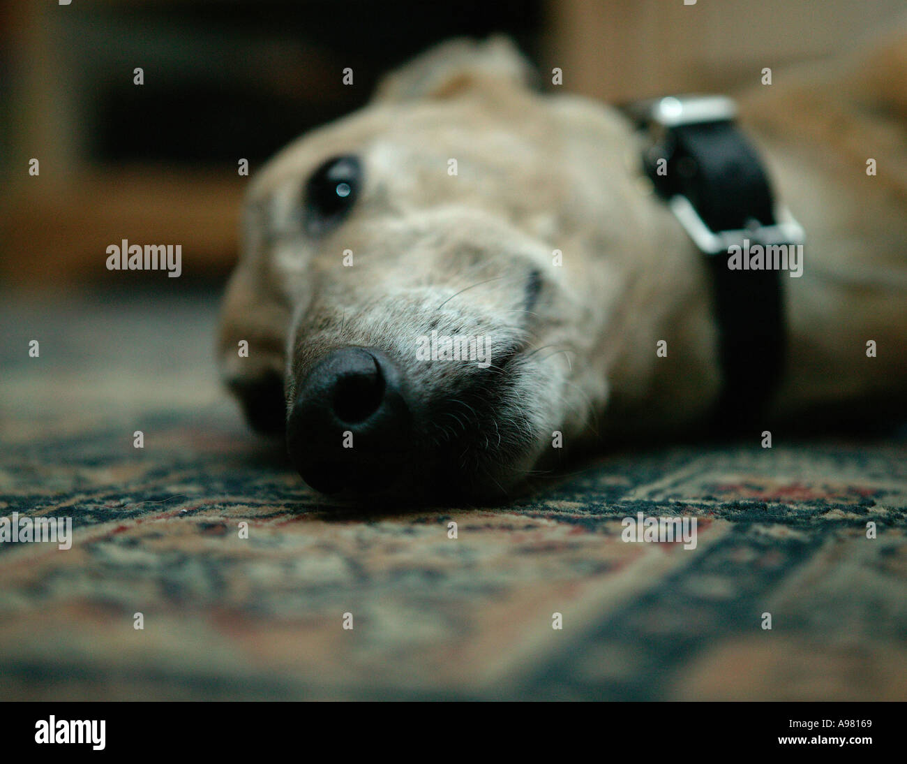 Lazy greyhound hi-res stock photography and images - Alamy