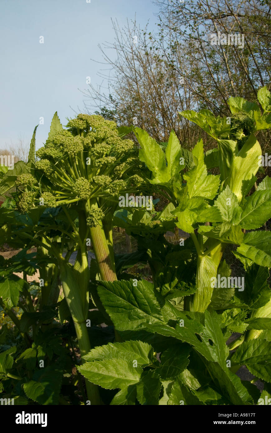 Angelica plant uk hi-res stock photography and images - Alamy