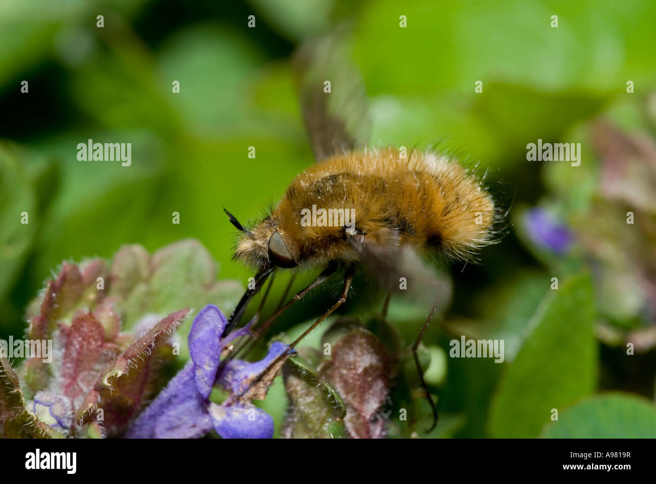 Bugle major hi-res stock photography and images - Alamy