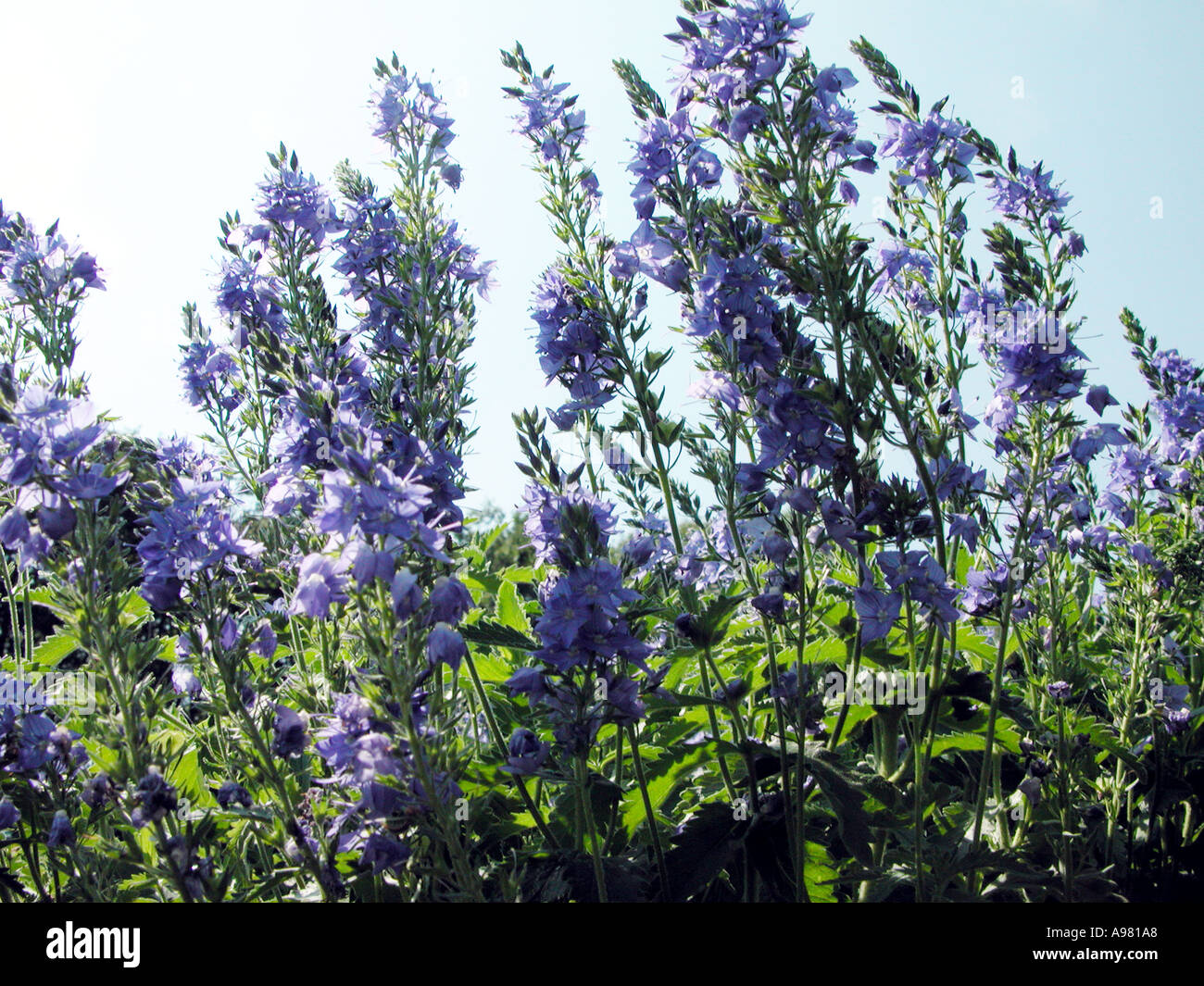 Grosser Ehrenpreis High Resolution Stock Photography and Images - Alamy