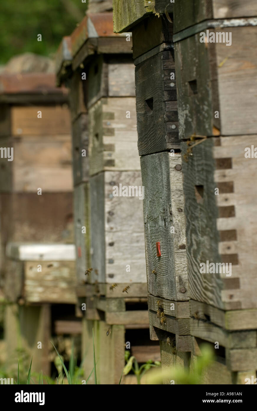 Local Bee Hives High Resolution Stock Photography and Images - Alamy