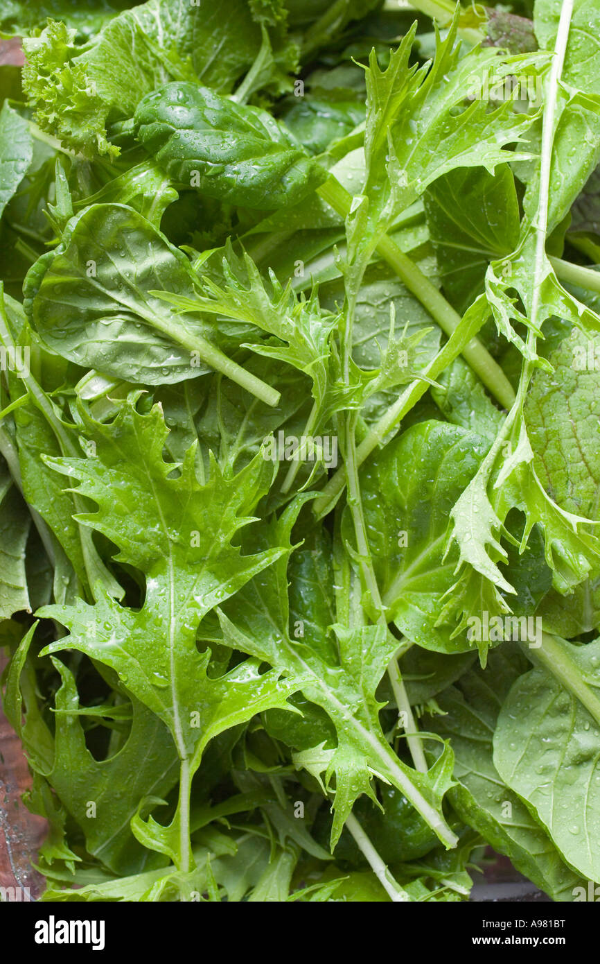 Spinach and Japanese mizuna FoodCollection Stock Photo - Alamy
