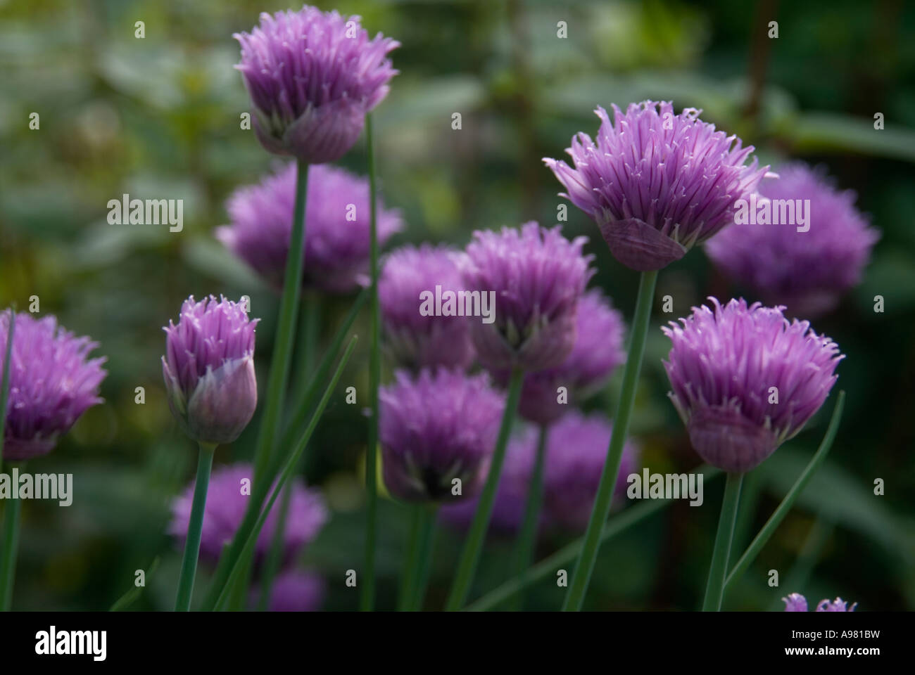 Chive herb flowers hi-res stock photography and images - Alamy