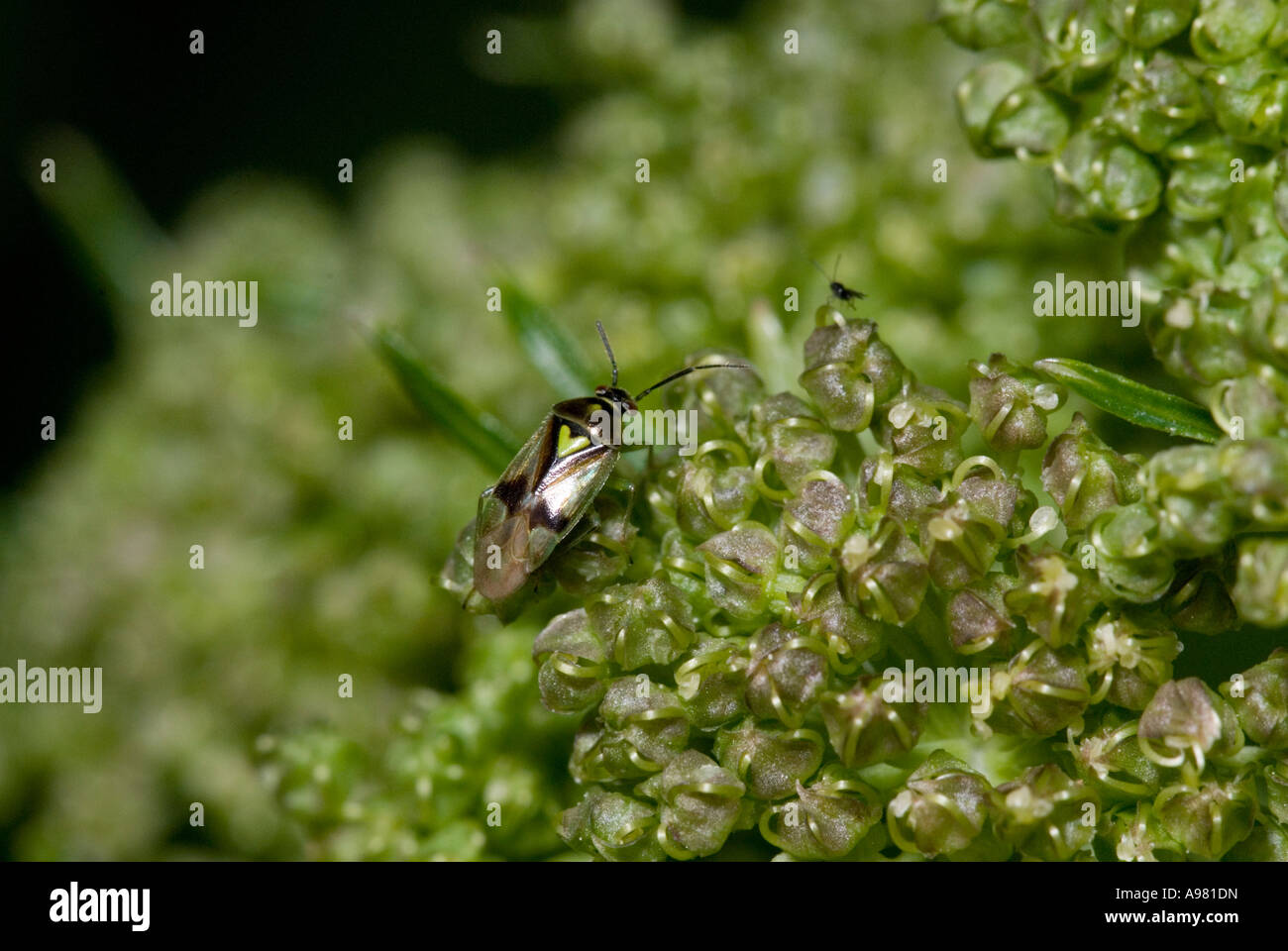 Common Flower bug Anthocoris nemorum hunting thrip on Angelica Flower ...