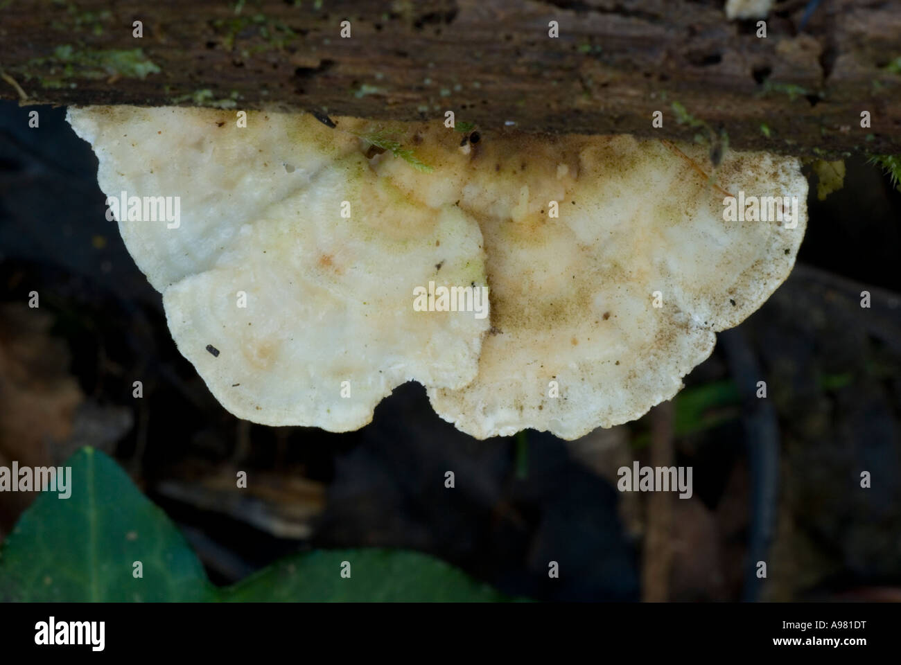 Coriolus hirsutus hi-res stock photography and images - Alamy