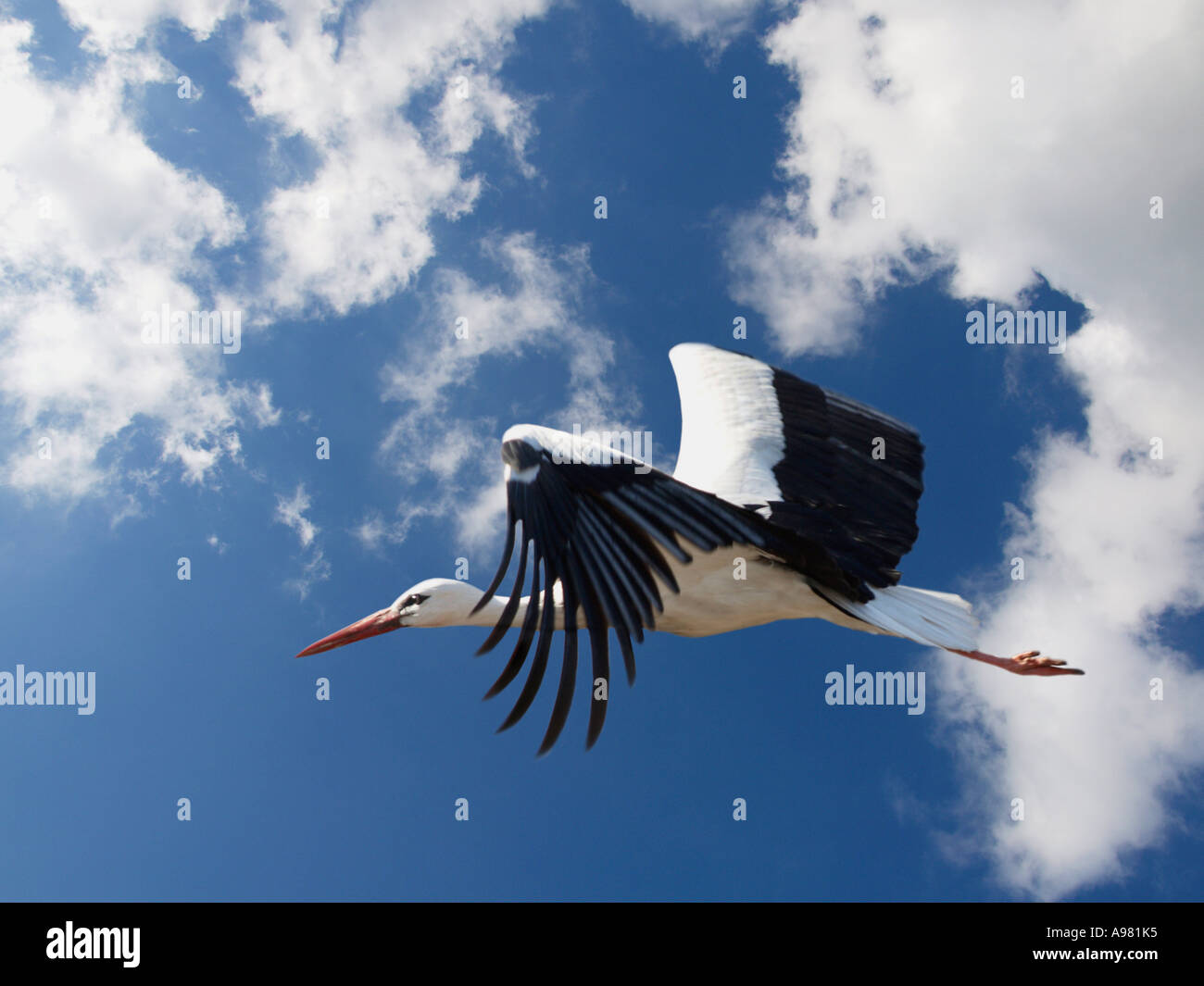 White stork flying in flight blue sky with clouds sunny Bleskensgraaf ...
