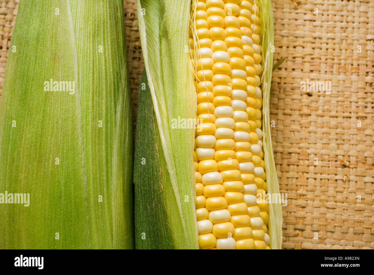 Two corn cobs with husks FoodCollection Stock Photo - Alamy
