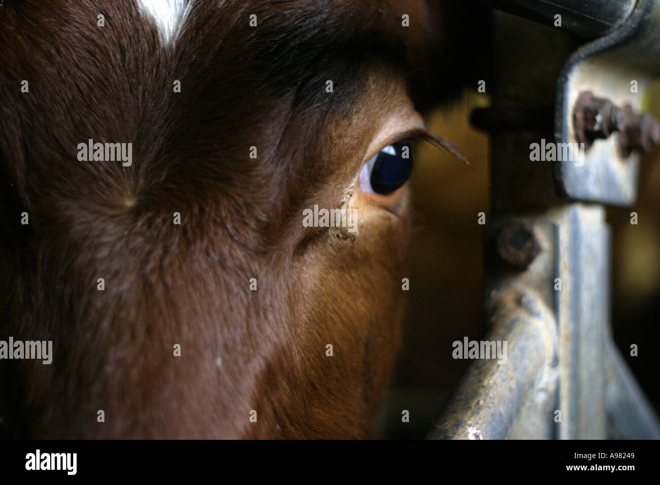 1 one calf milk feeding hi-res stock photography and images - Alamy