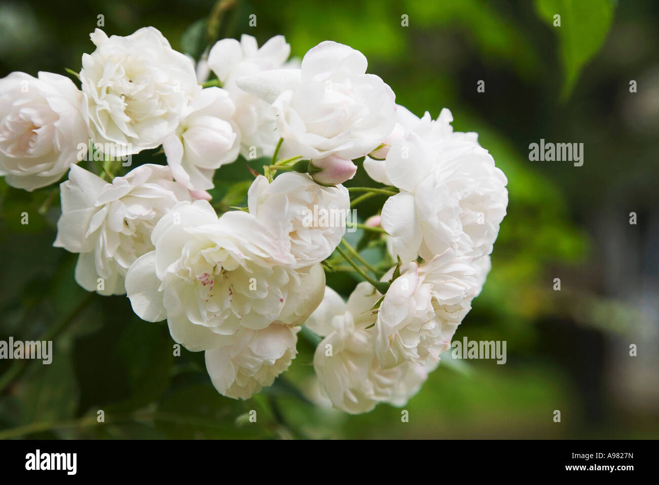 White shrub roses FoodCollection Stock Photo - Alamy