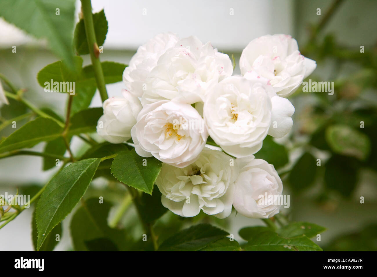 White shrub roses FoodCollection Stock Photo - Alamy