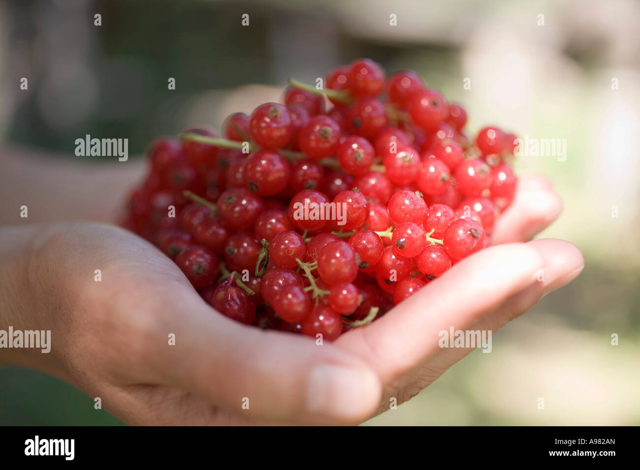 A hand full of redcurrants FoodCollection Stock Photo - Alamy