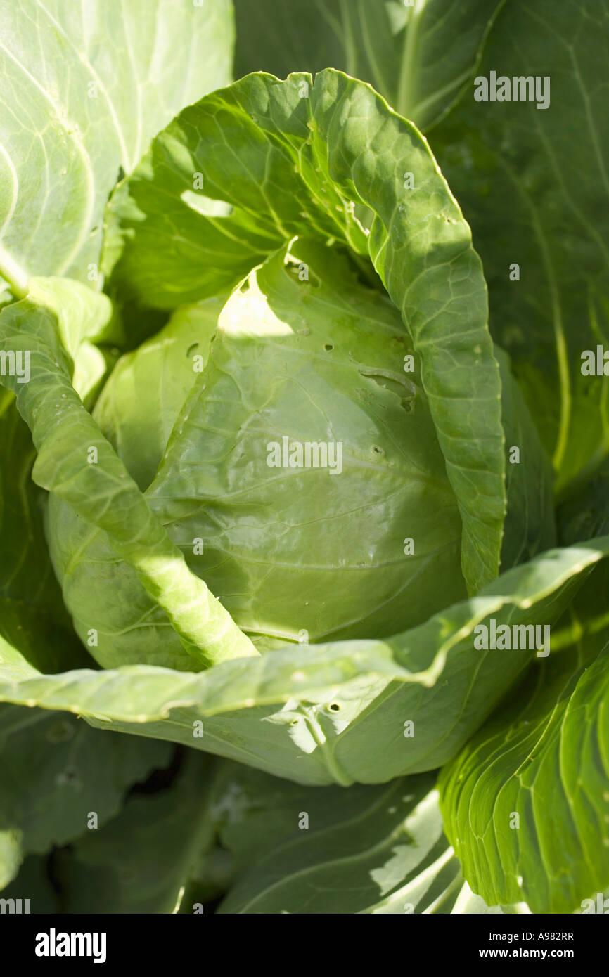 A white cabbage in the field FoodCollection Stock Photo - Alamy