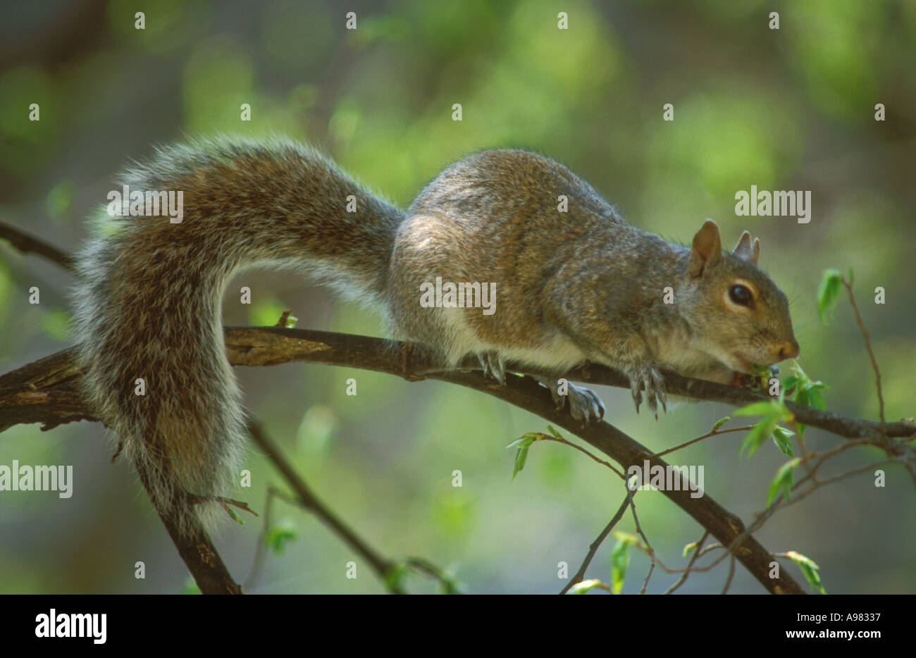 Eastern europe funny amusing hi-res stock photography and images - Alamy