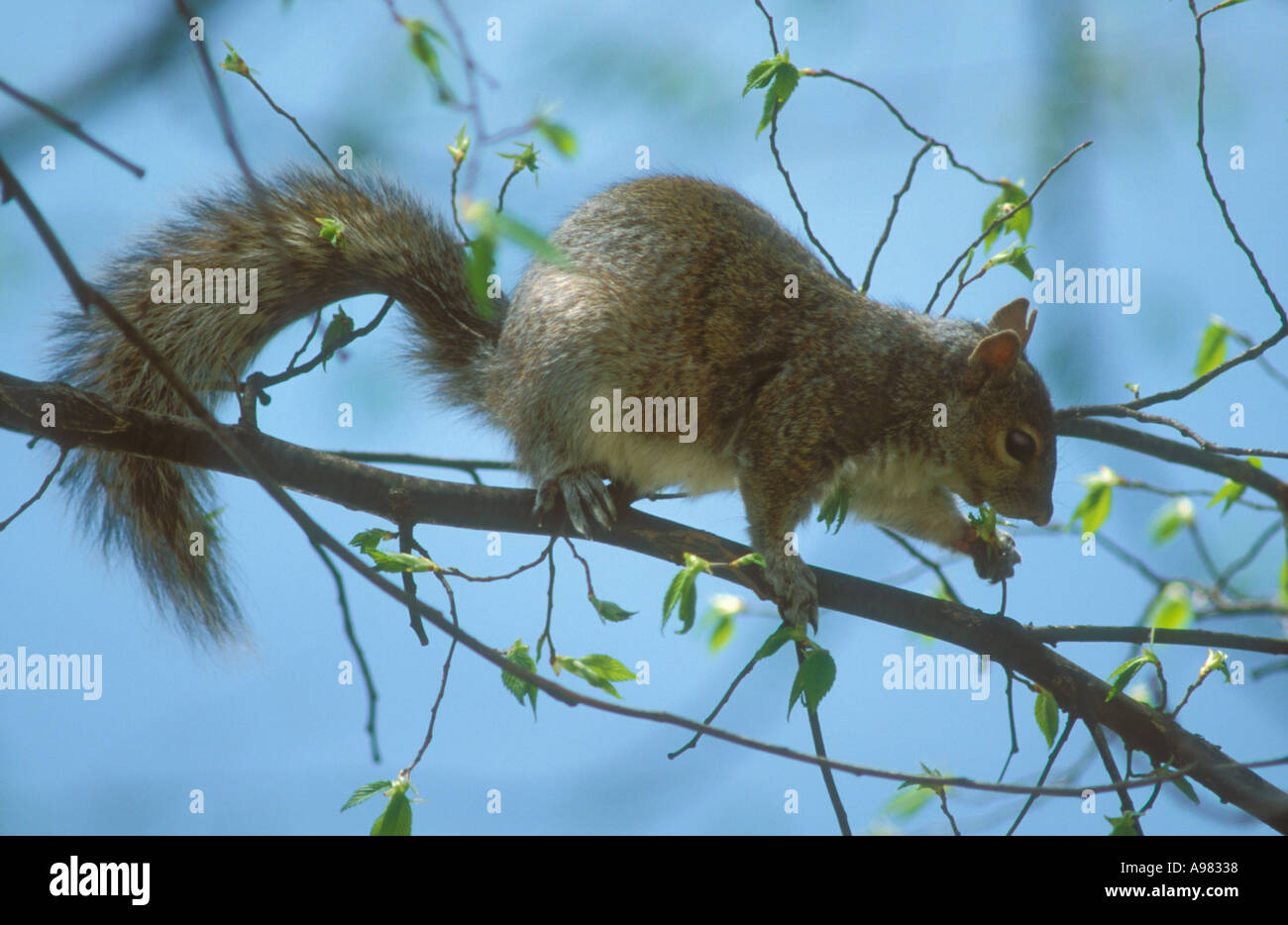 Eastern Grey Squirrel feeding a classic portrait Stock Photo - Alamy