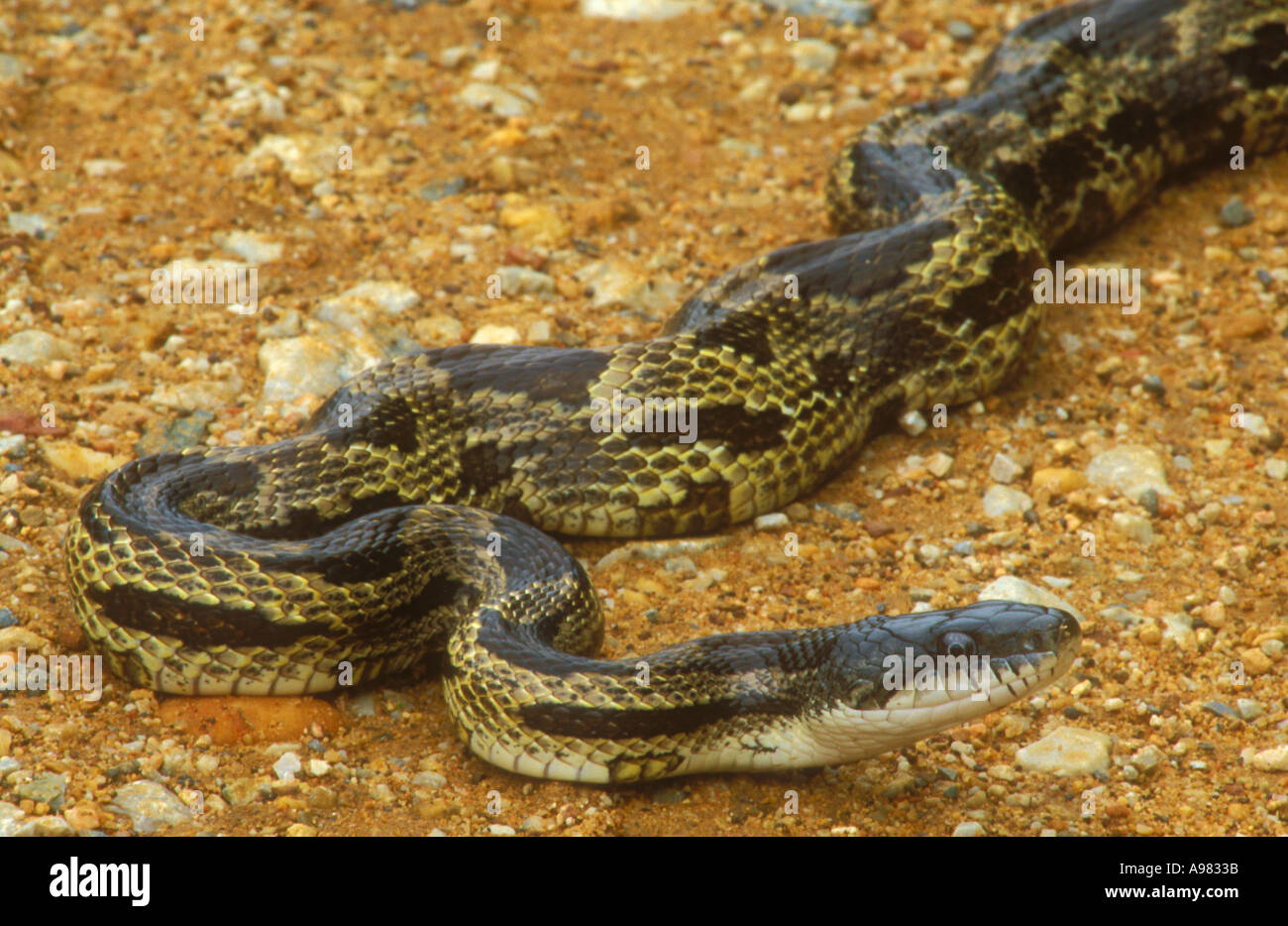 Gray Rat Snake Stock Photo - Alamy