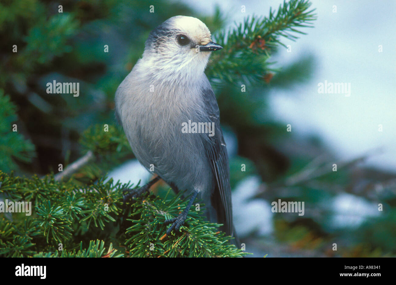 Gray Jay a classic portrait Stock Photo - Alamy