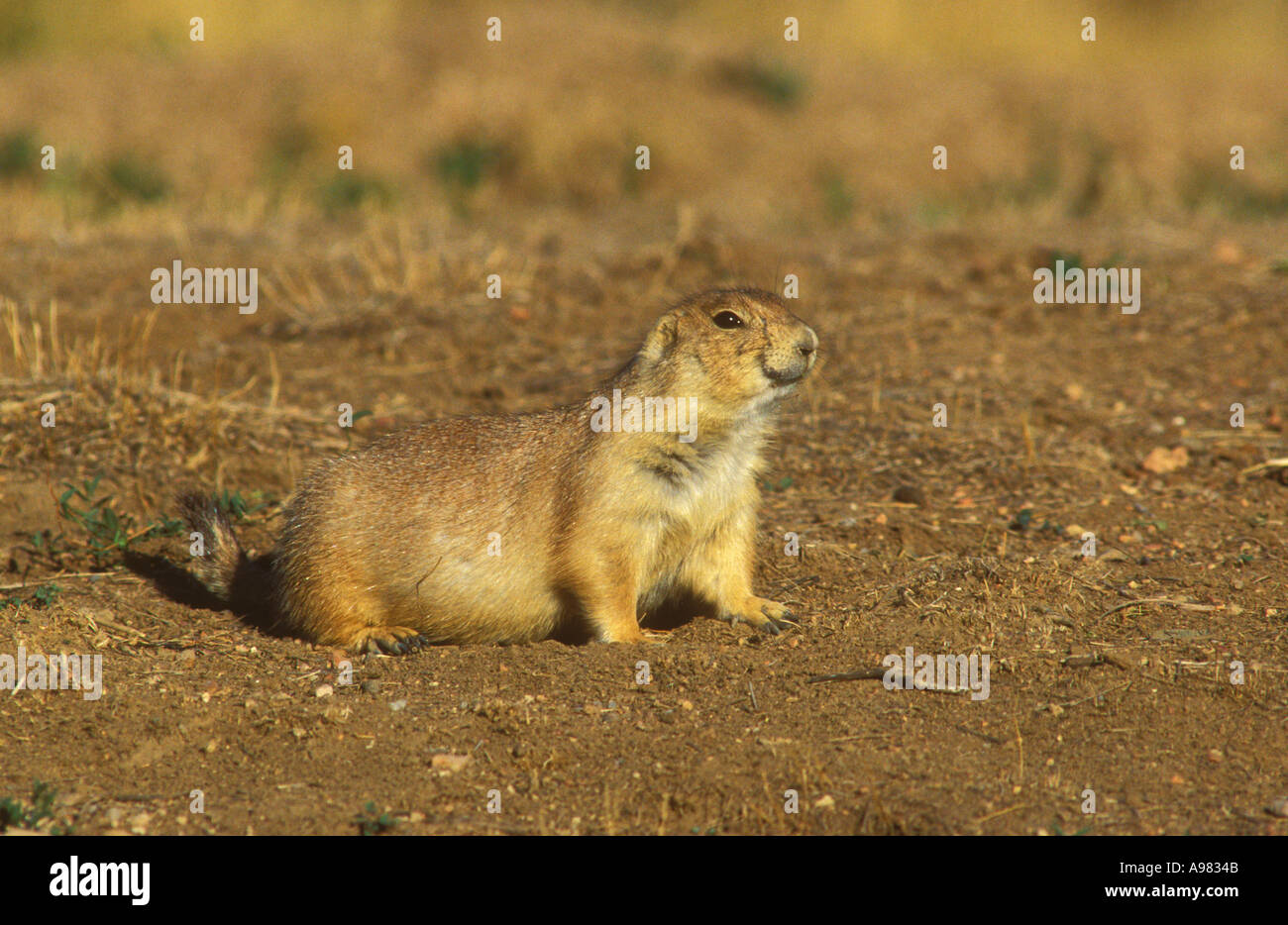 Black tailed Prairie Dog Stock Photo - Alamy