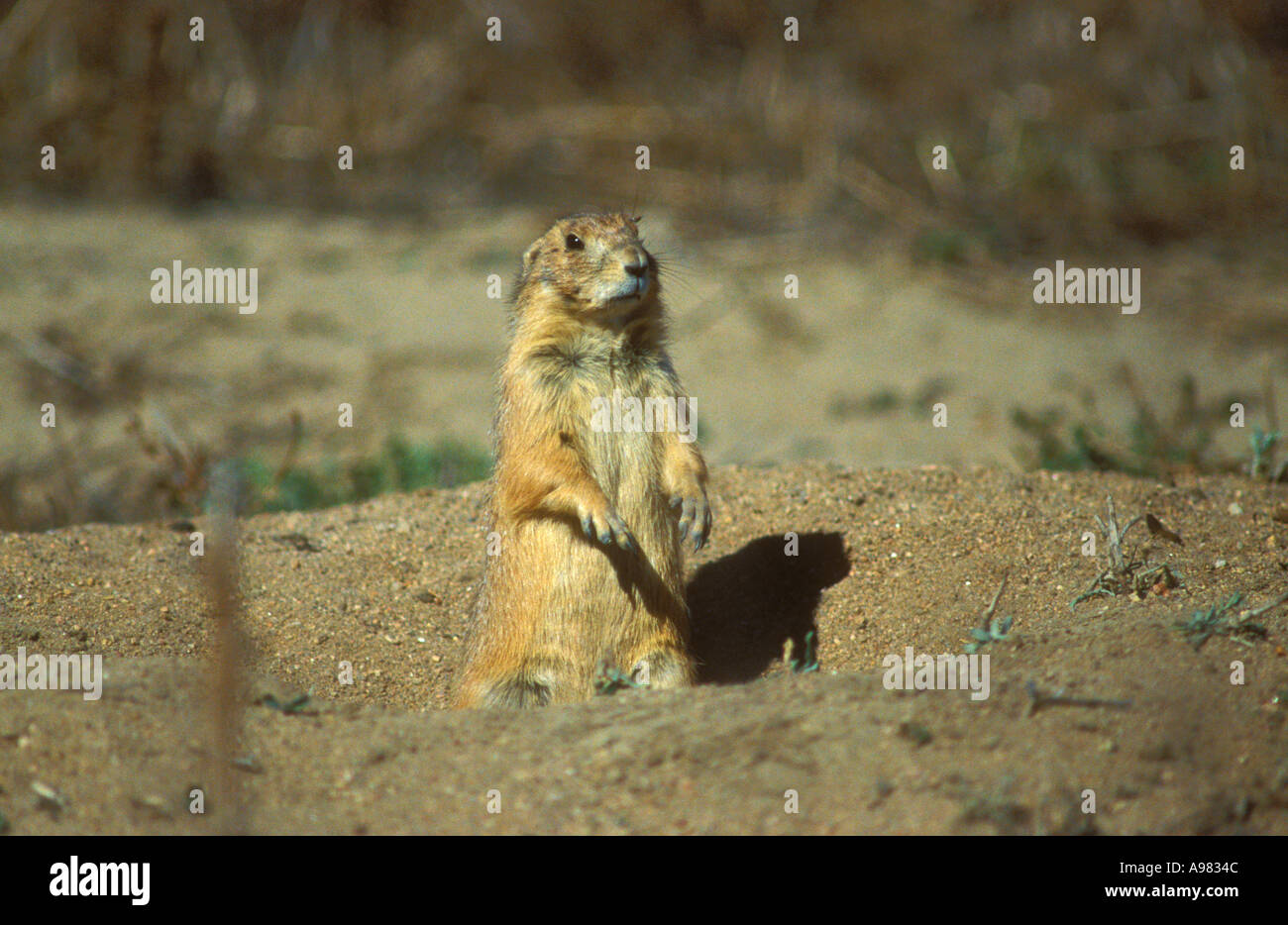 Black tailed Prairie Dog family group Stock Photo - Alamy