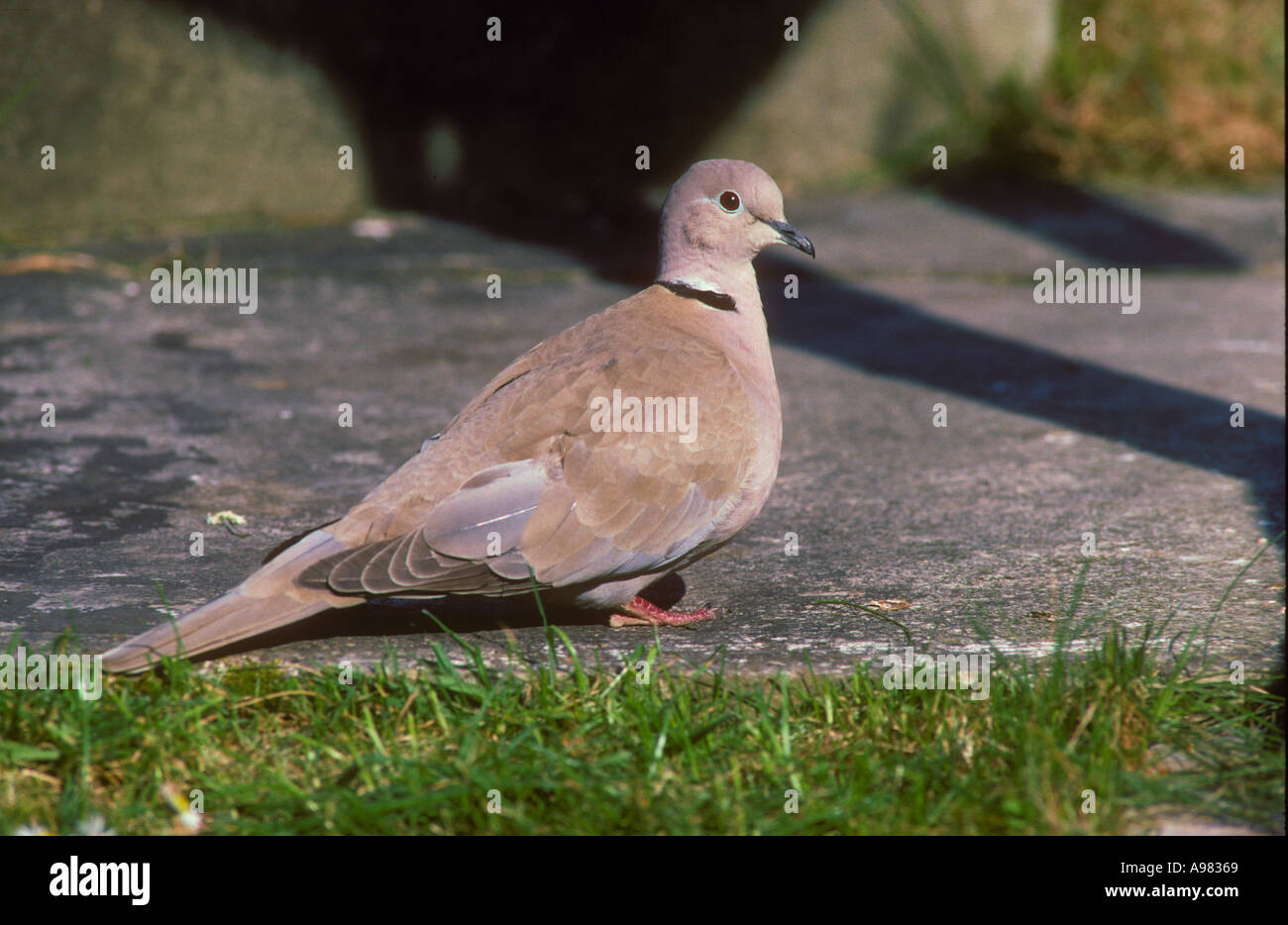 Dove peace wales hi-res stock photography and images - Alamy