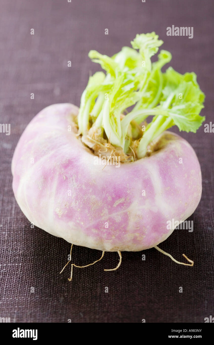 A turnip FoodCollection Stock Photo - Alamy