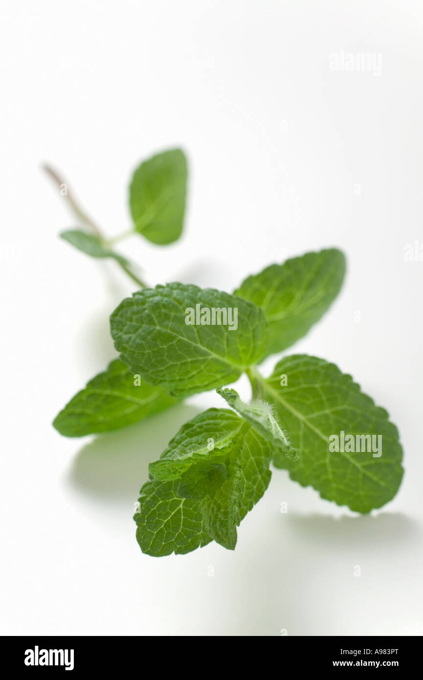 A sprig of mint FoodCollection Stock Photo - Alamy