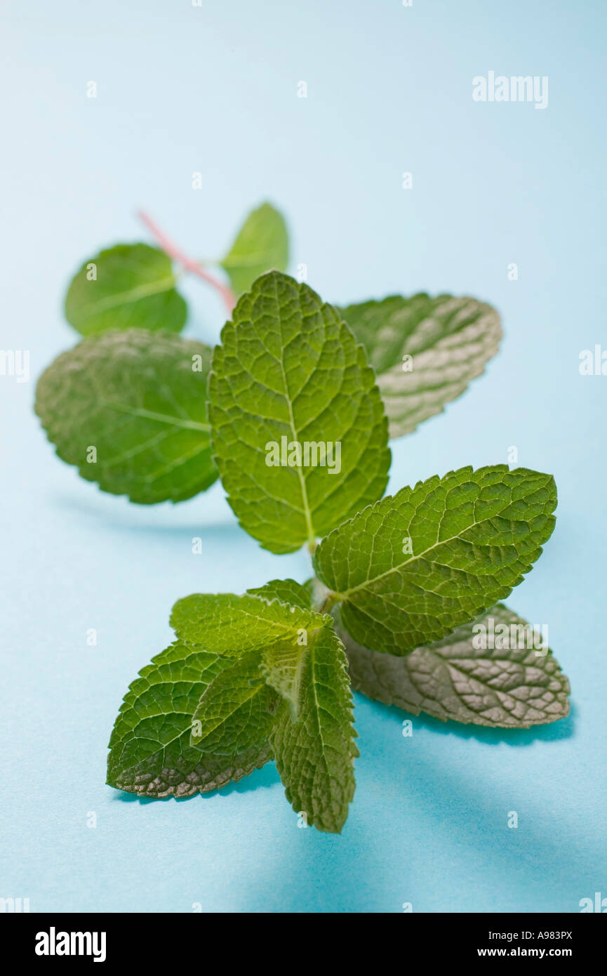 A sprig of mint FoodCollection Stock Photo - Alamy