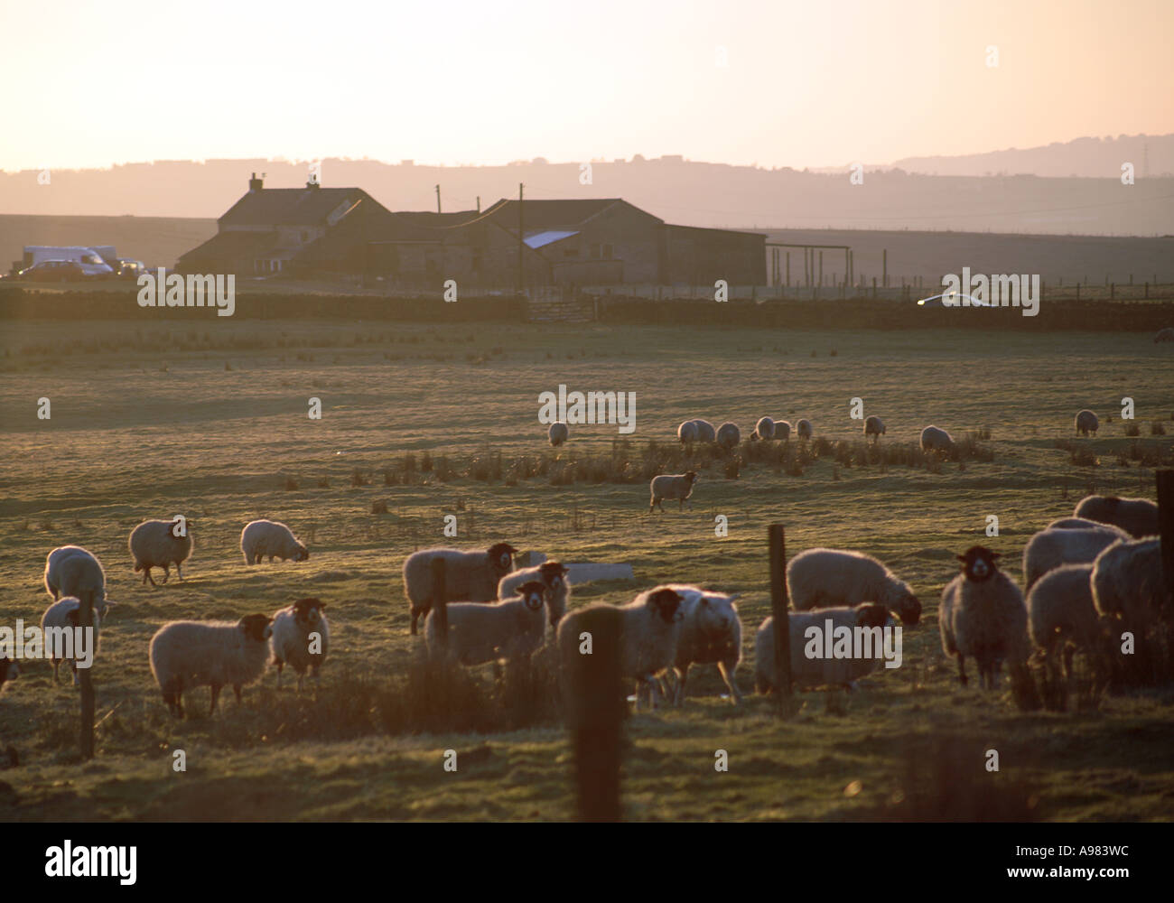 Sheep and farm house on the Cheeden Pasture Turf Moor boundary North ...