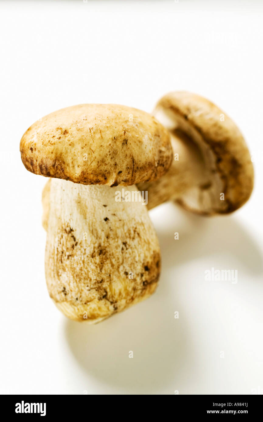 Two ceps hi-res stock photography and images - Alamy