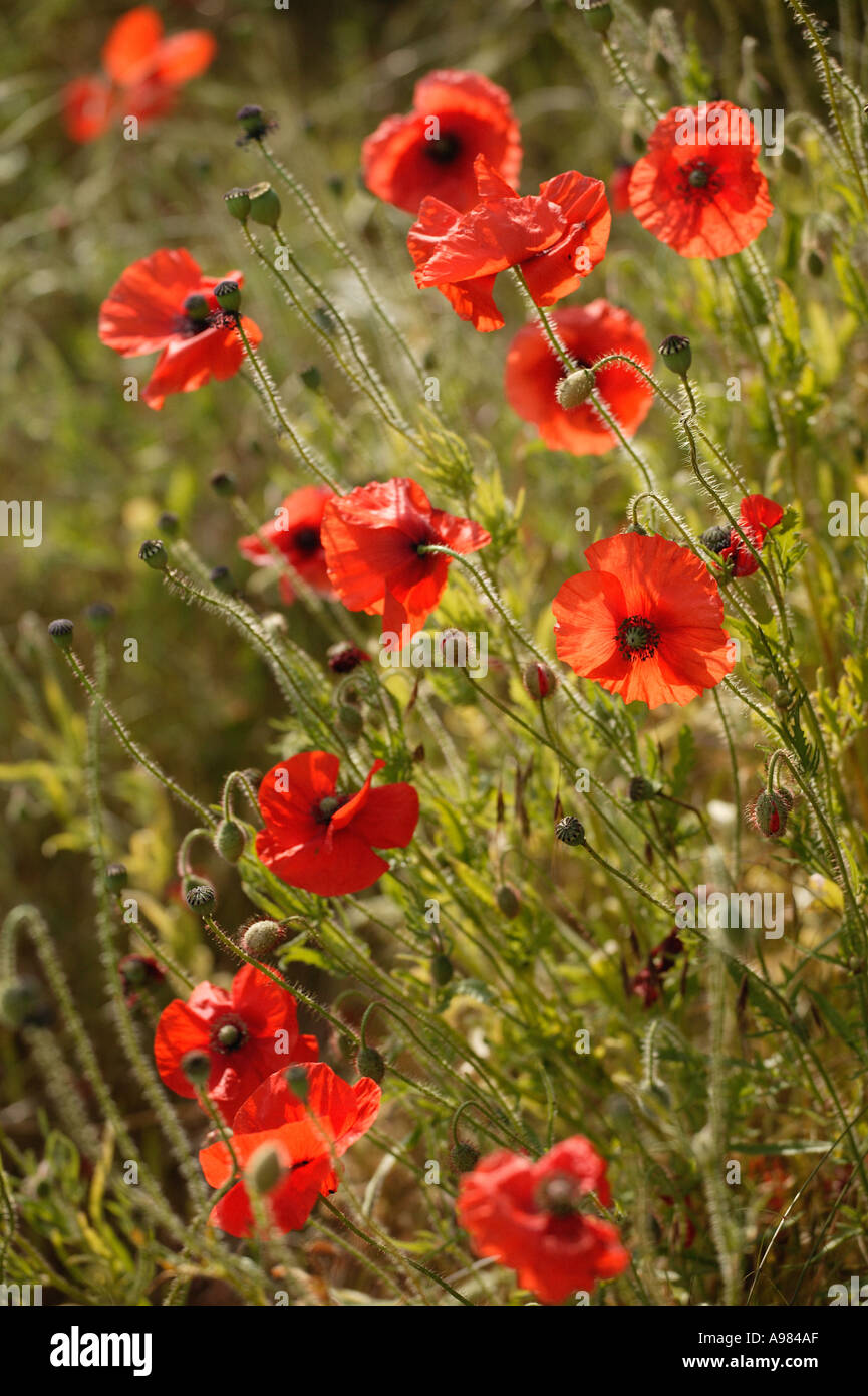 Wild poppies in countryside hi-res stock photography and images - Alamy