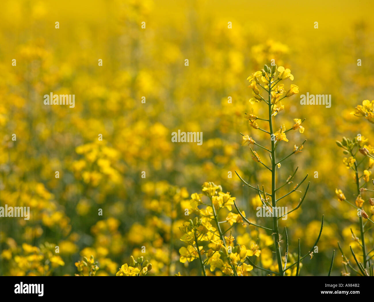 FIELD OF YELLOW RAPE SEED Stock Photo - Alamy