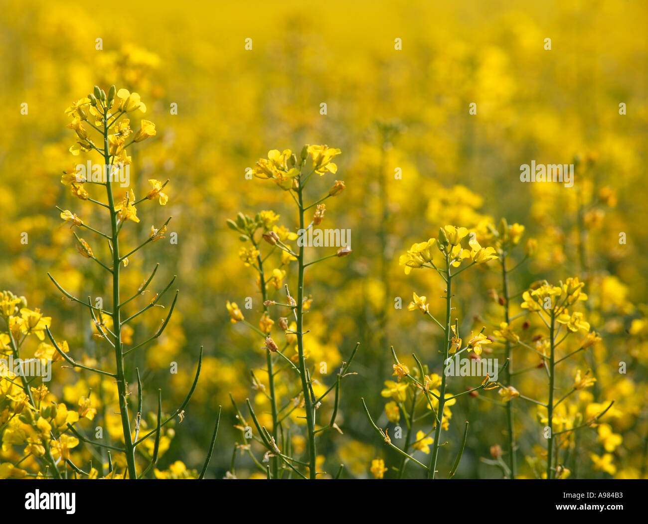 FIELD OF YELLOW RAPE SEED Stock Photo - Alamy